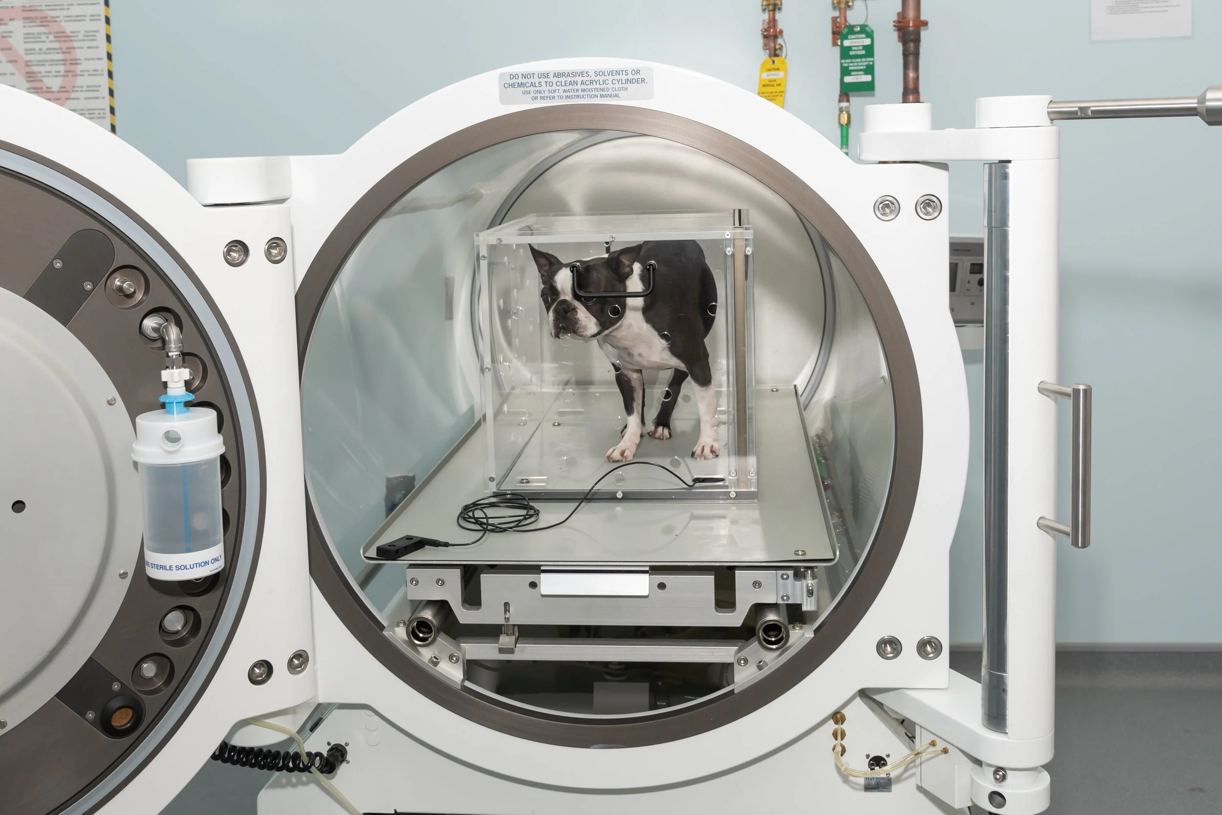 Hyperbaric Oxygen Therapy (HBOT) for Dogs | VNIoC — vetneurochesapeake