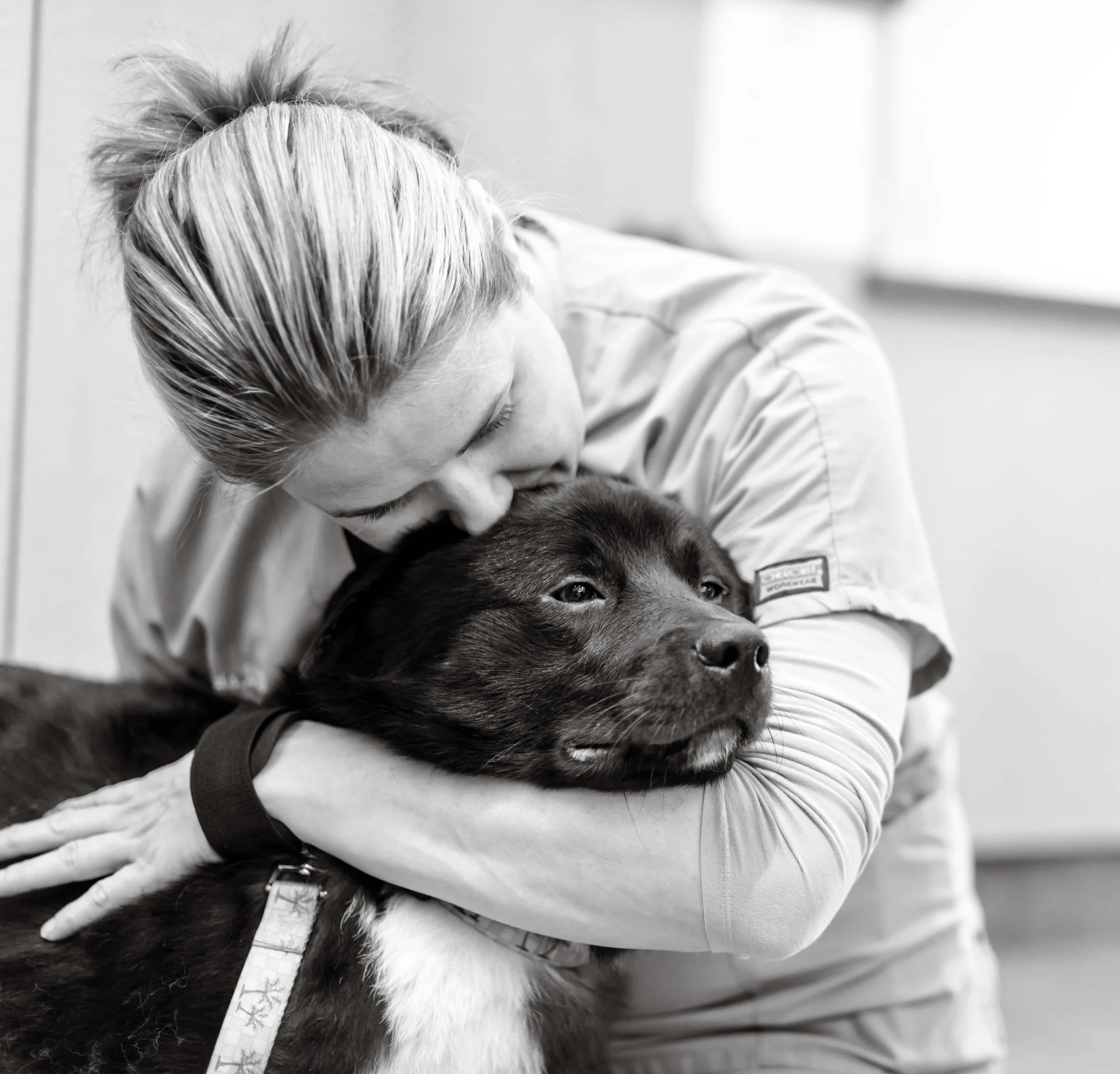 How to Express Your Pet's Bladder — vetneurochesapeake