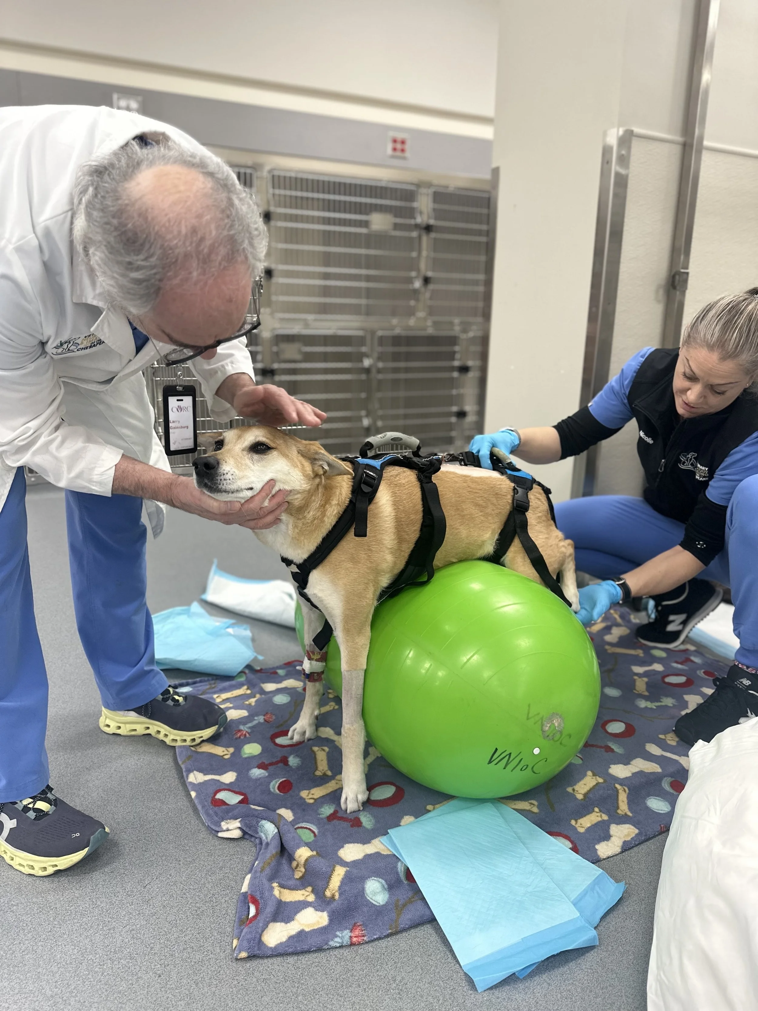 Help 'Em Up Harness — vetneurochesapeake