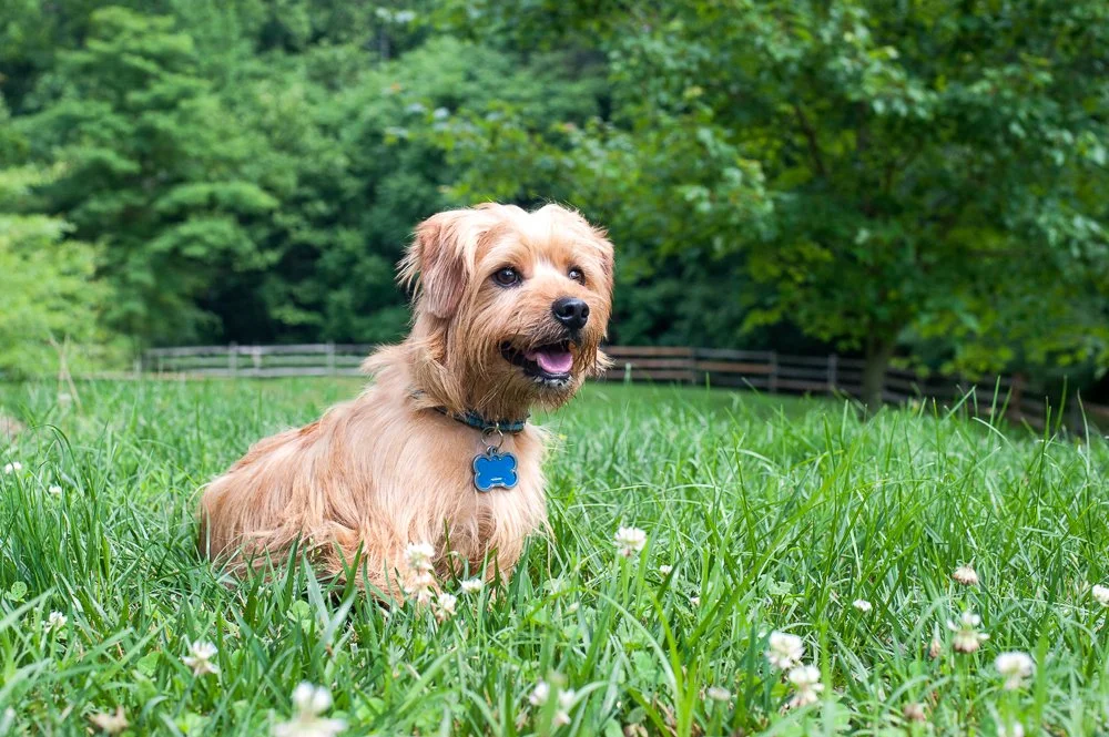 Veterinary Imaging Center Maryland - VNIOC