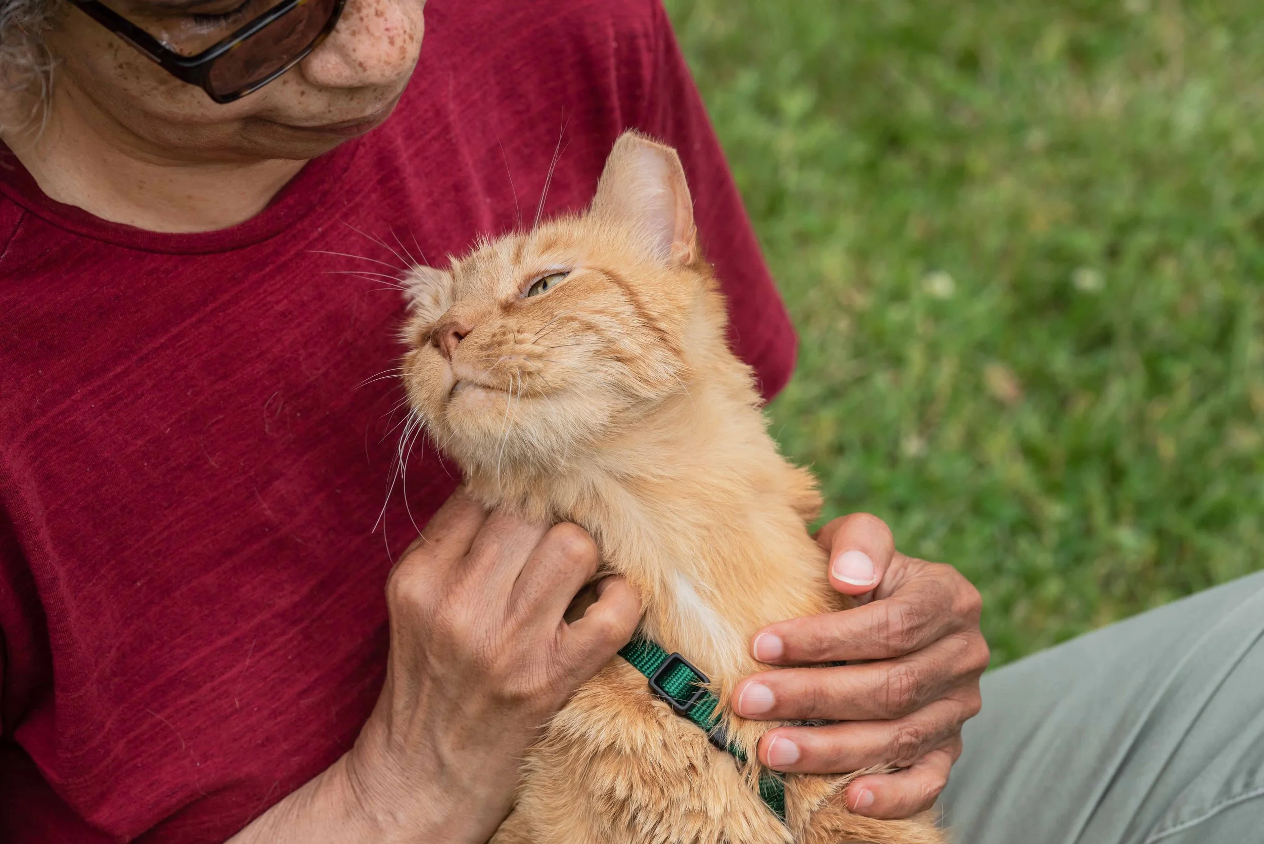 How to Express Your Pet's Bladder — vetneurochesapeake