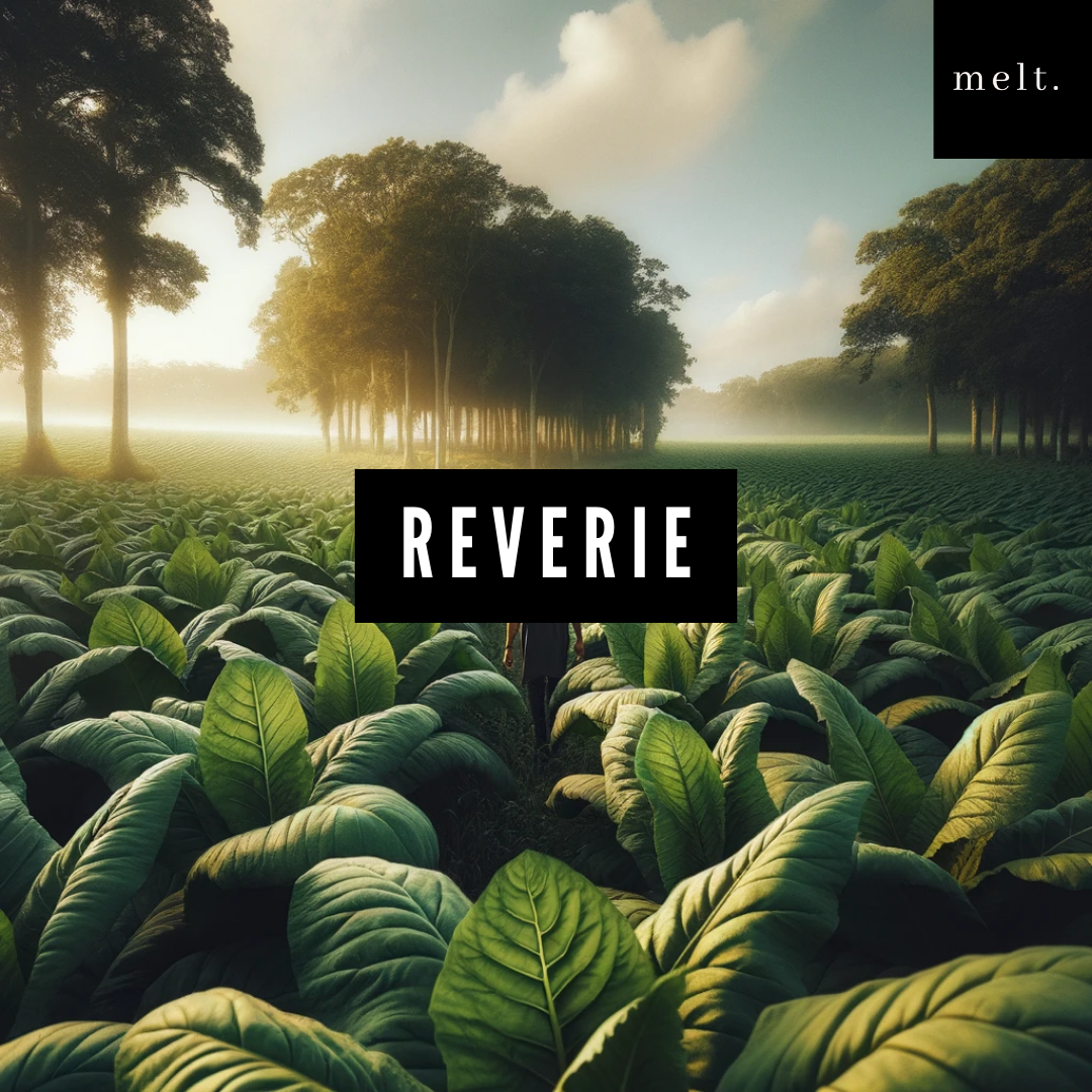 Discover the Elegance of Melt’s Scented Candles