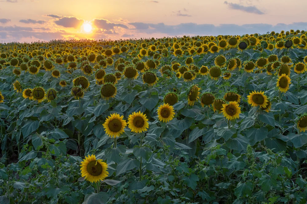 Unique Hidden Gems in Kansas — Travels and Curiosities | Curious Travel ...