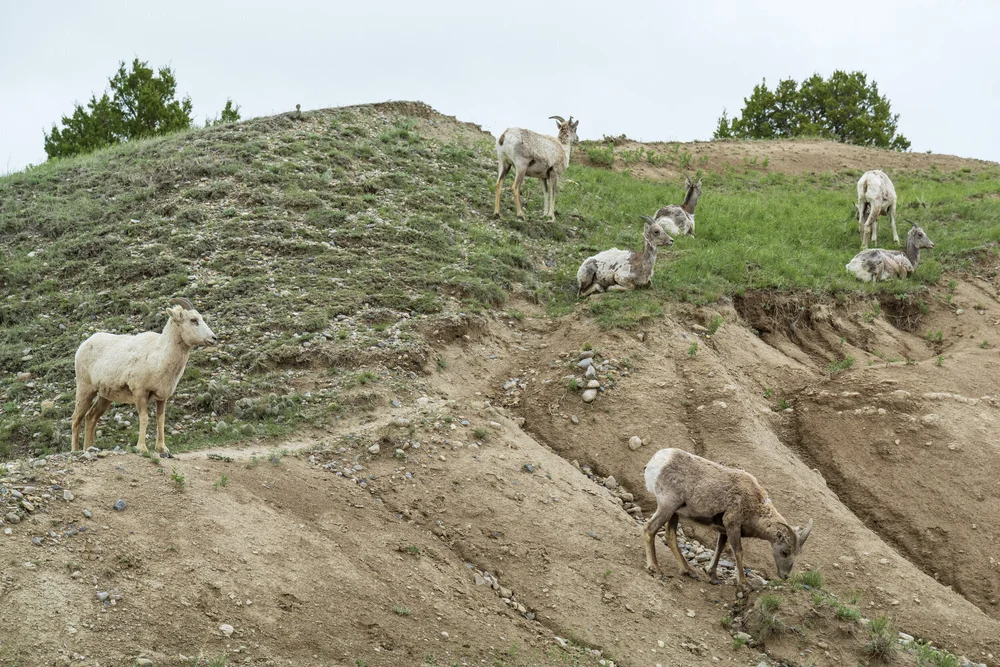 Cool Things to do in Badlands National Park — Travels and Curiosities ...