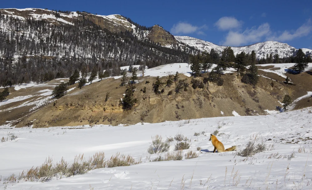 Best Photo Spots in Yellowstone — Travels and Curiosities | Curious ...