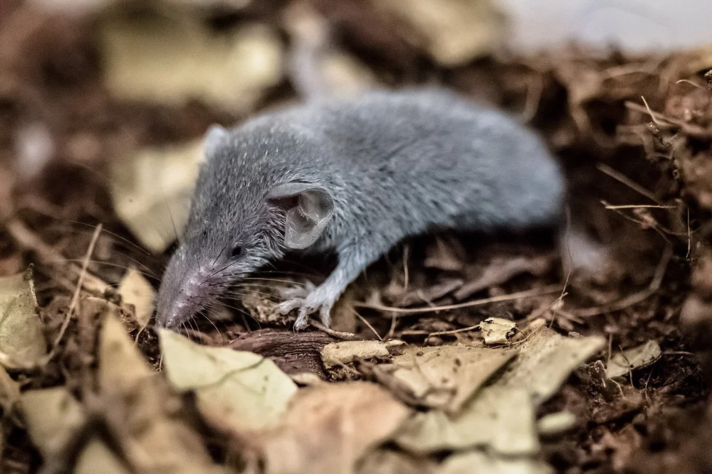 Etruscan Shrew: The Smallest Animal in the World — Travels and ...