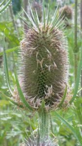 Teasel — Long Grove Park District