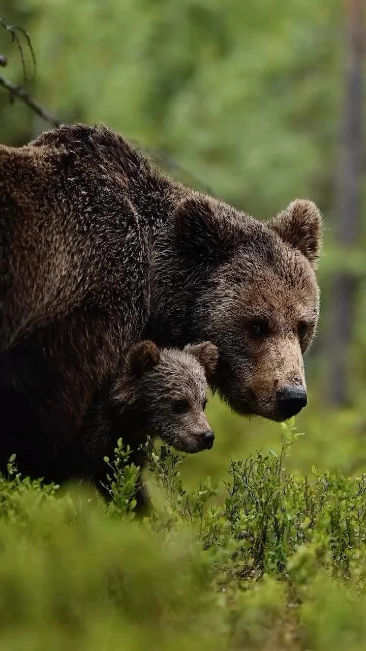 The Nature Foundation - Environmental Conservation, Wildlife ...