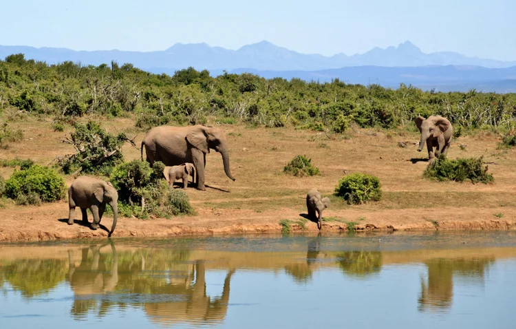 The Importance of Wildlife Conservation — The Nature Foundation ...