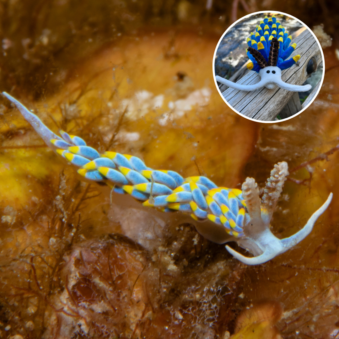 Blue Sky Plush Nudibranch — Ebb Tide Toys - Plush nudibranchs made from ...