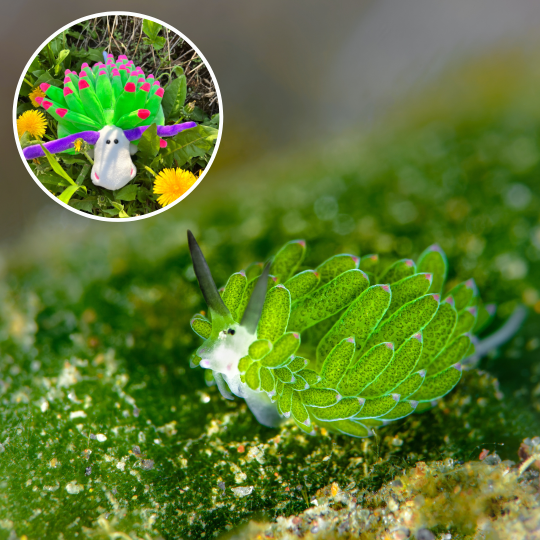 Leaf Sheep Plush Nudibranch — Ebb Tide Toys - Plush nudibranchs made ...
