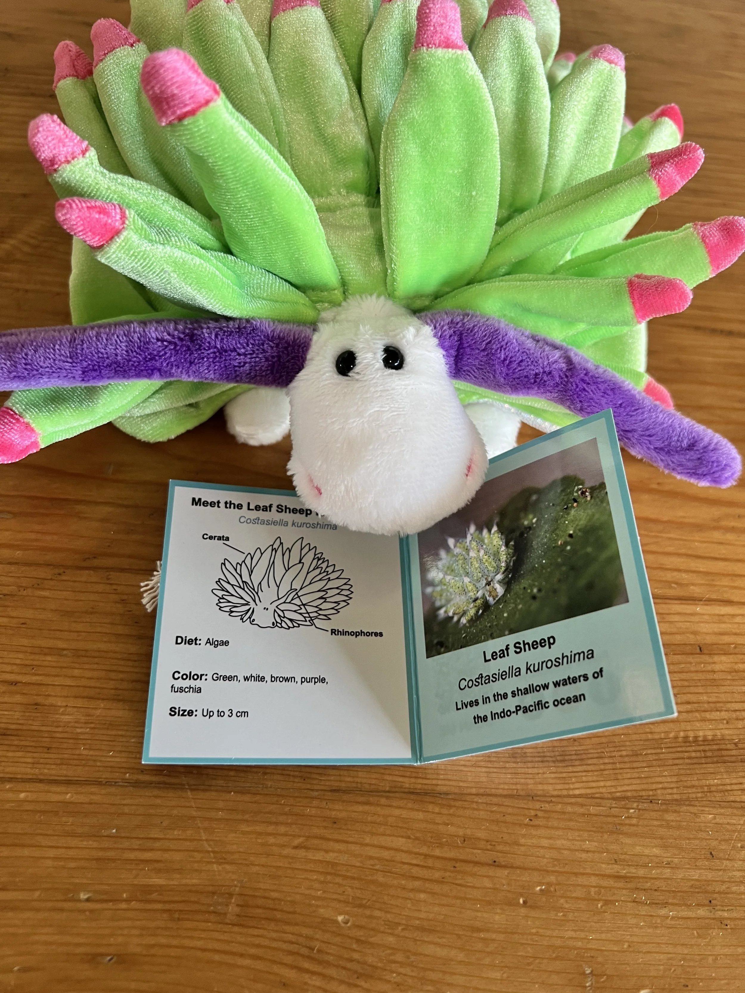 Leaf Sheep Plush Nudibranch — Ebb Tide Toys - Plush nudibranchs made ...