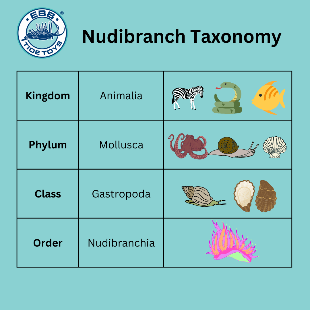 Everything Nudibranch — Ebb Tide Toys - Plush nudibranchs made from ...