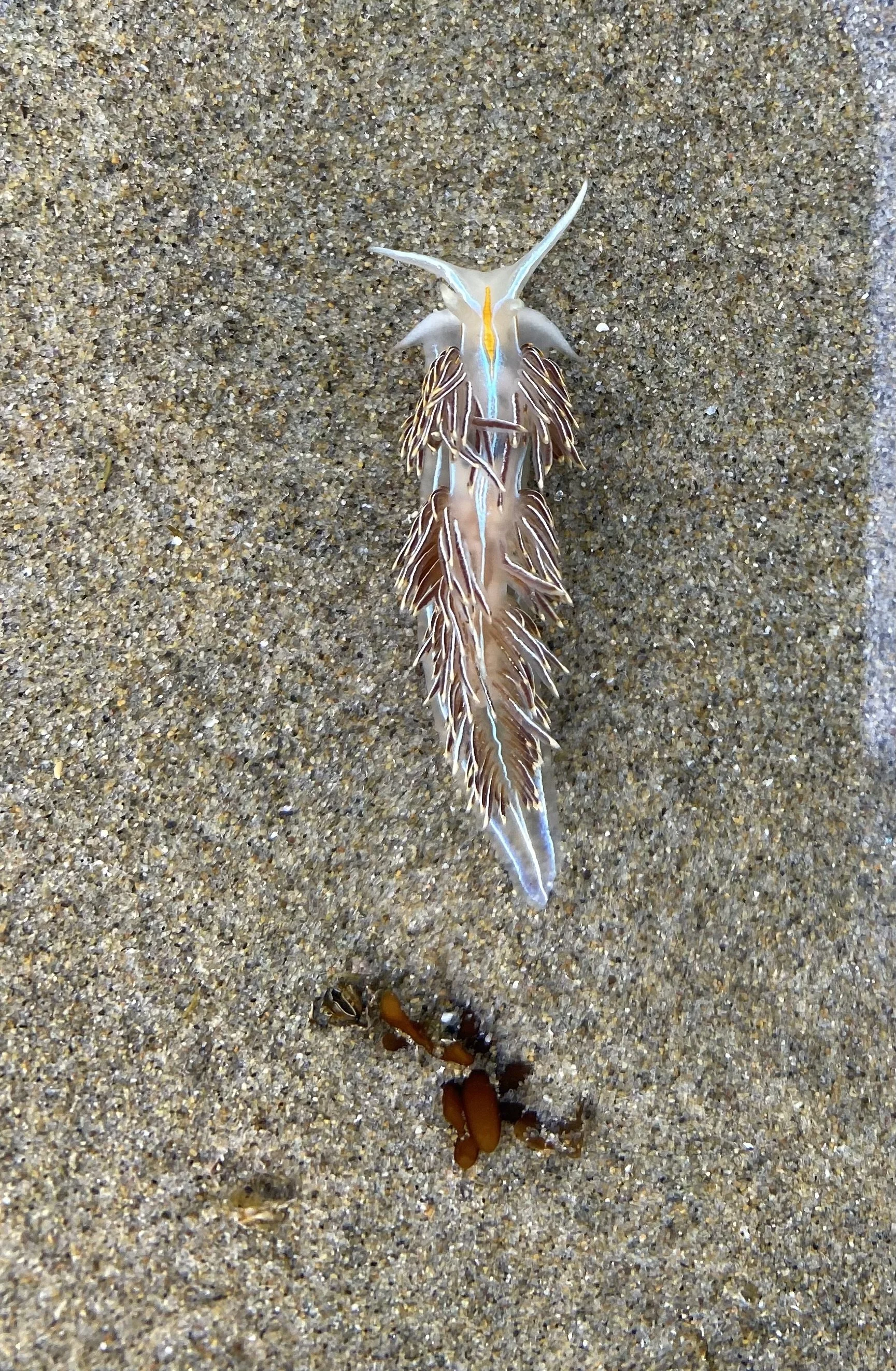 Our Story — Ebb Tide Toys - Plush nudibranchs made from recycled ...