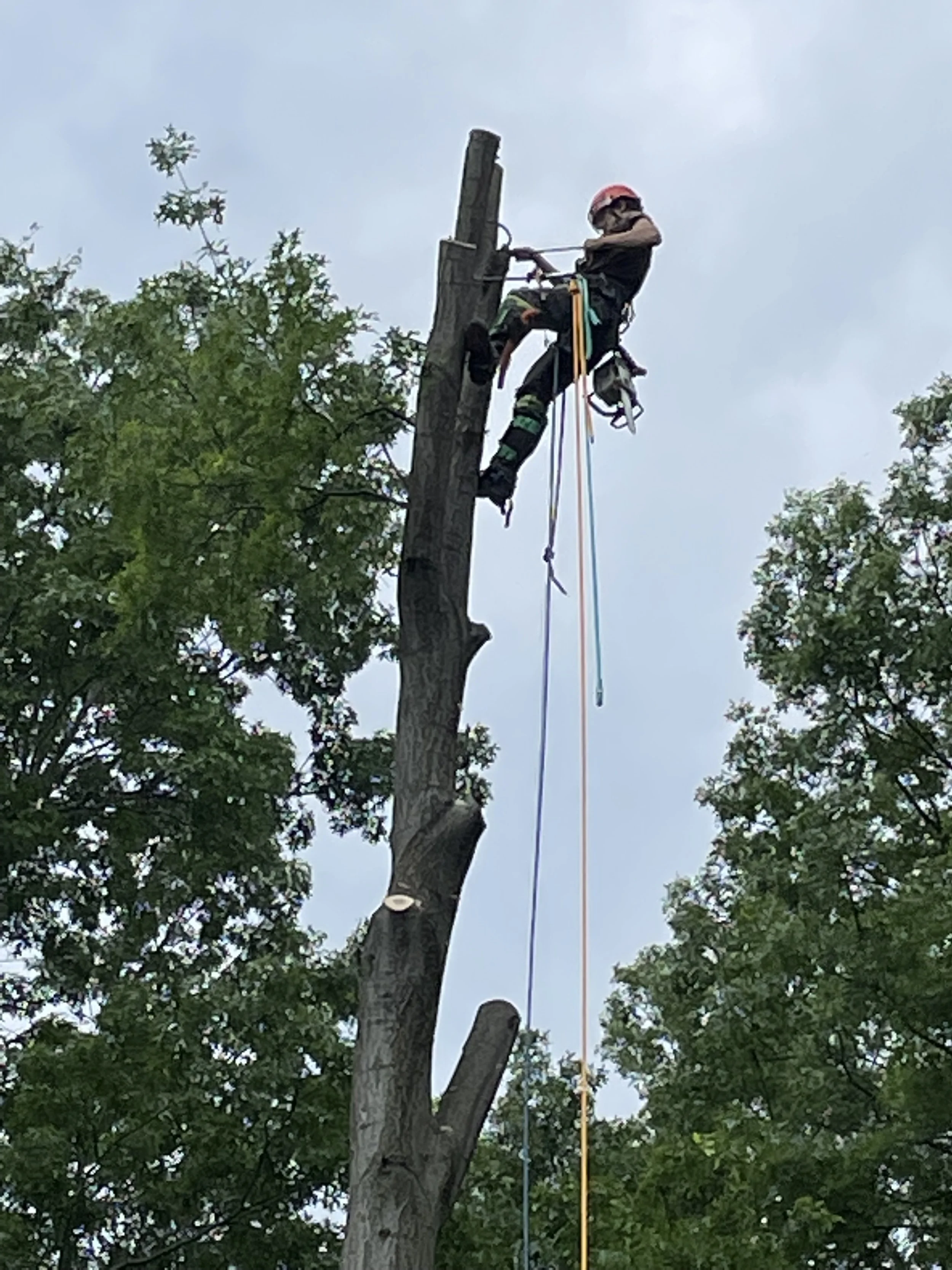 Gallery — Guardian Tree Care