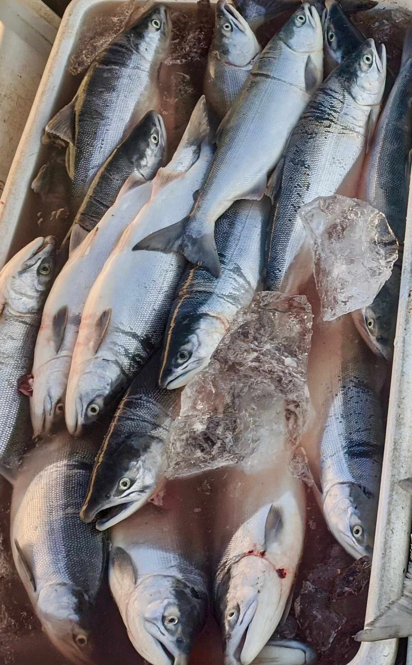 Alsek River Salmon