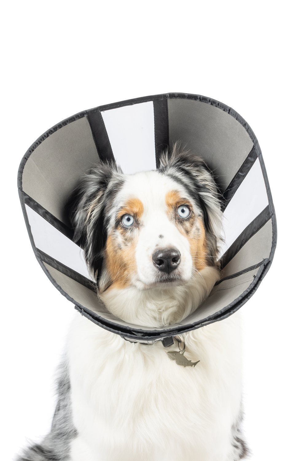 ZenCone — Zen Pet USA