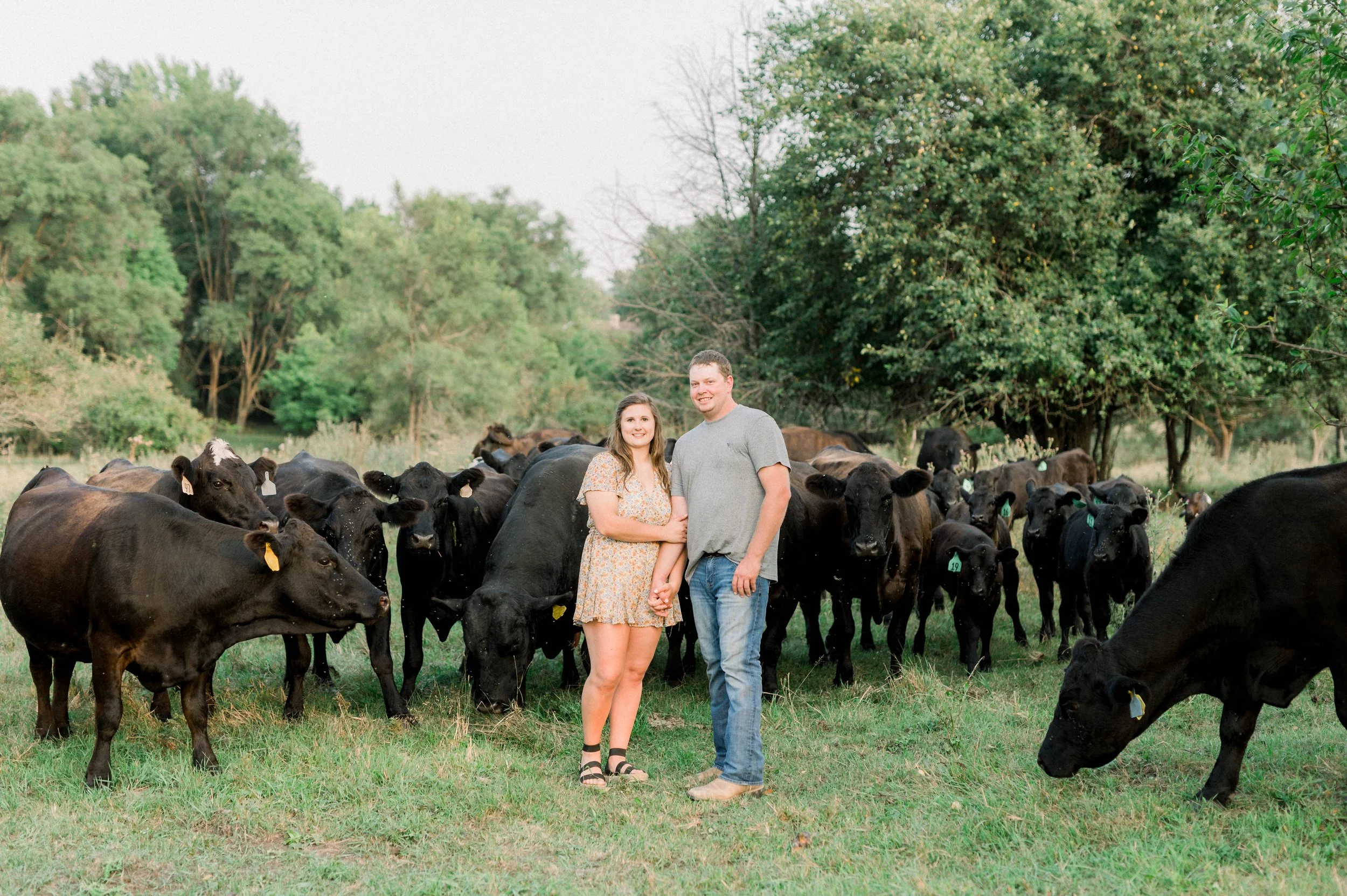 Shingle Creek Cattle Co. | All-Natural Certified Beef | Wanamingo, MN