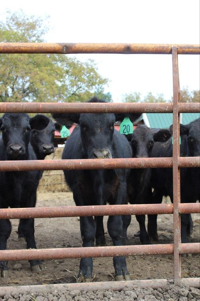 About — Shingle Creek Cattle Co.