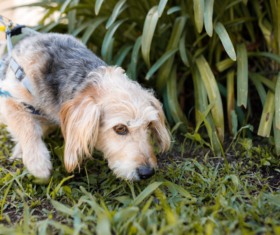 Before You Leave! Preparing Your Newly Adopted Dog to be Left Home ...