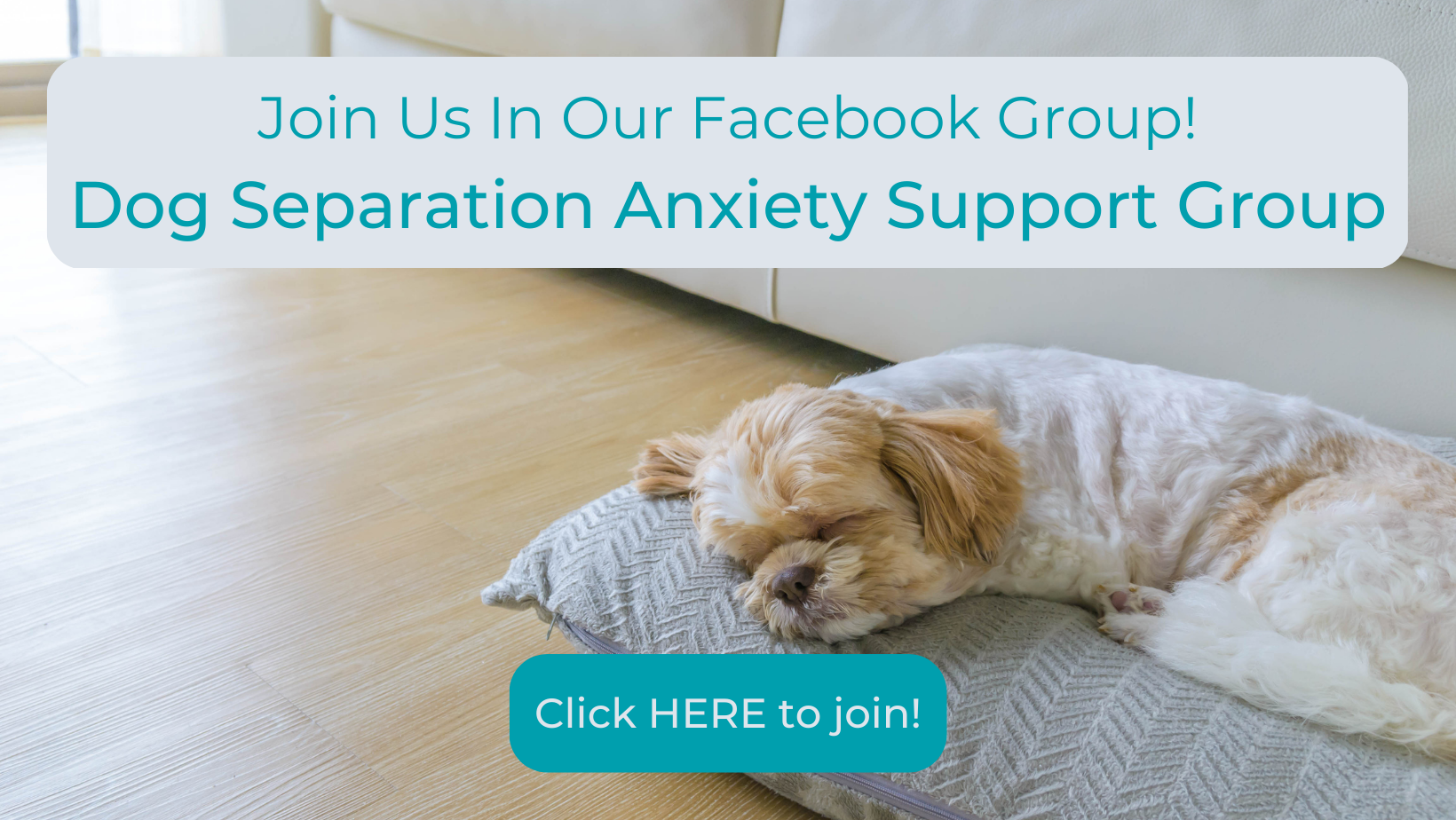 Dog Separation Anxiety Training | Puppy Separation Anxiety — Lasata Dog ...