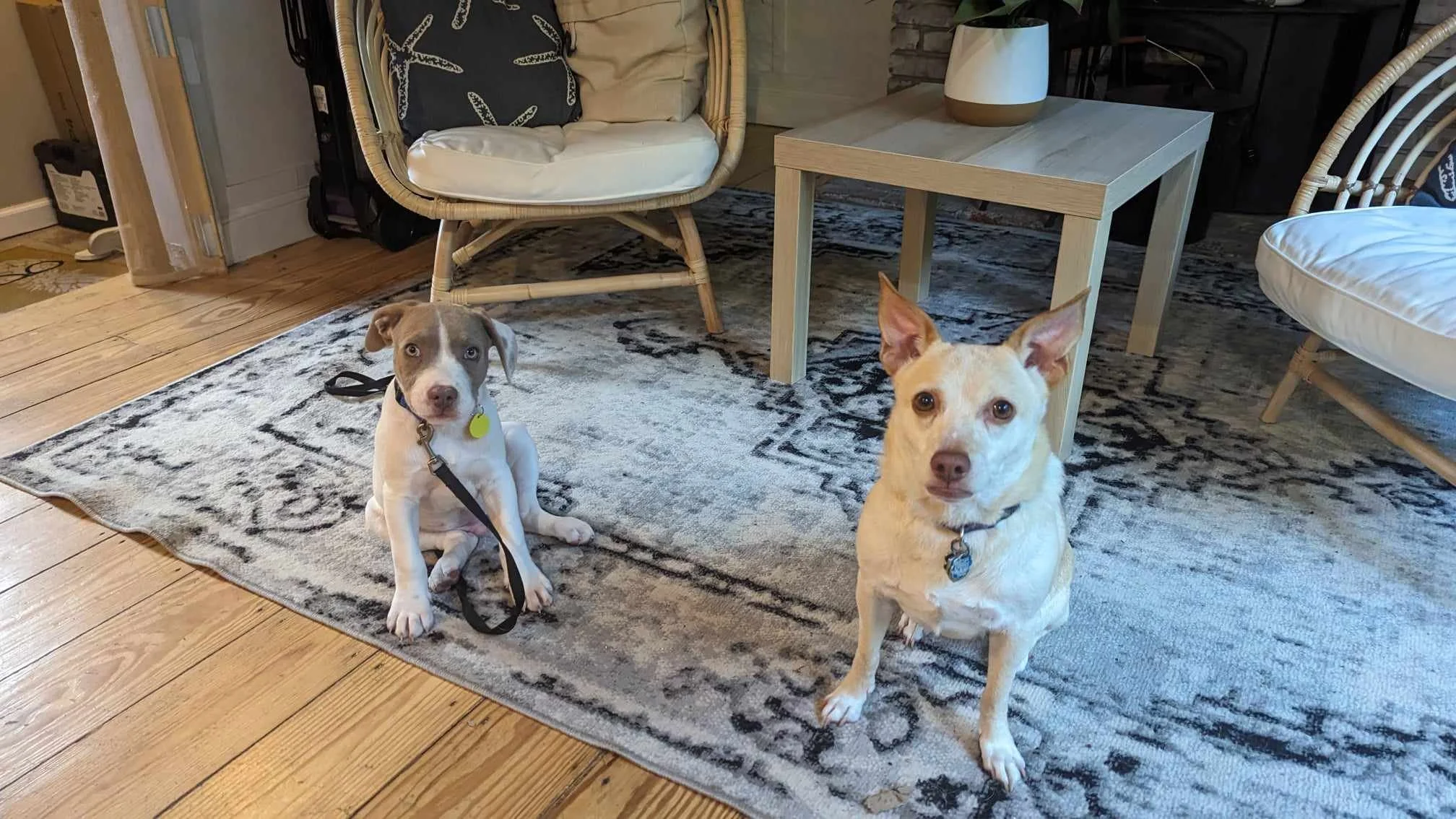 Adventures With Makai: My New Rescue Puppy — Lasata Dog Training