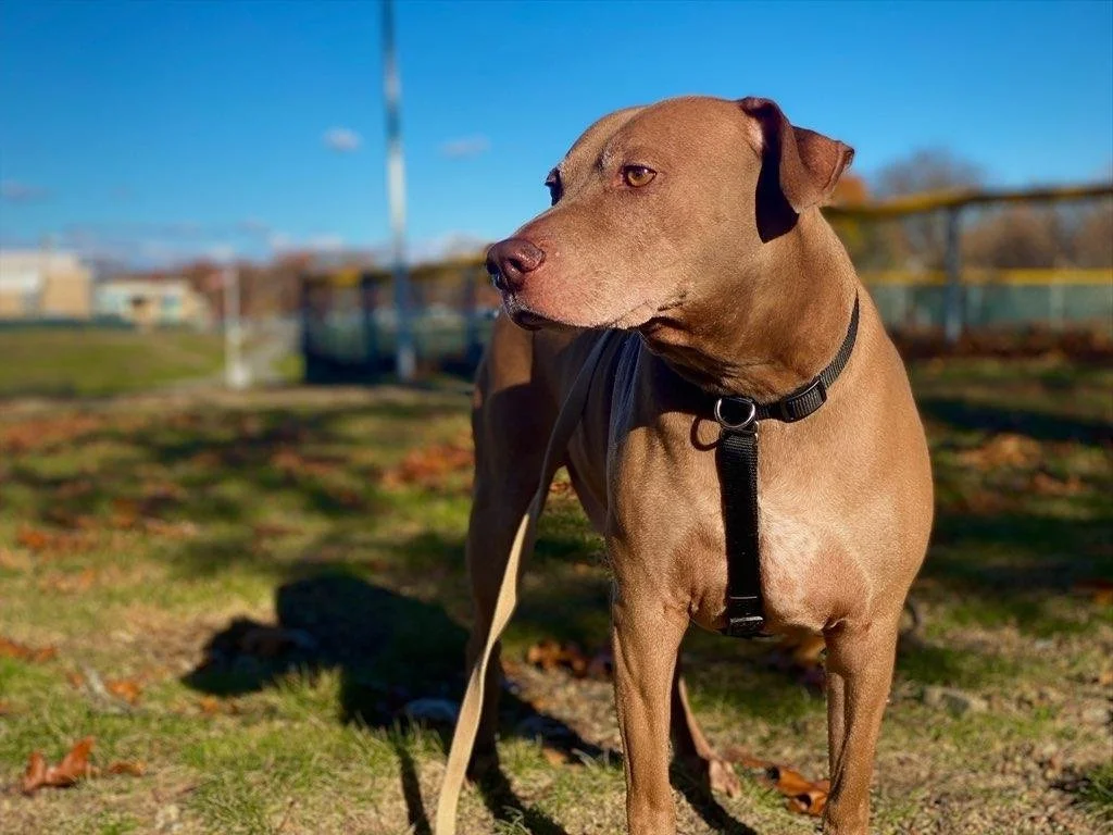 Private Dog Training — Lasata Dog Training