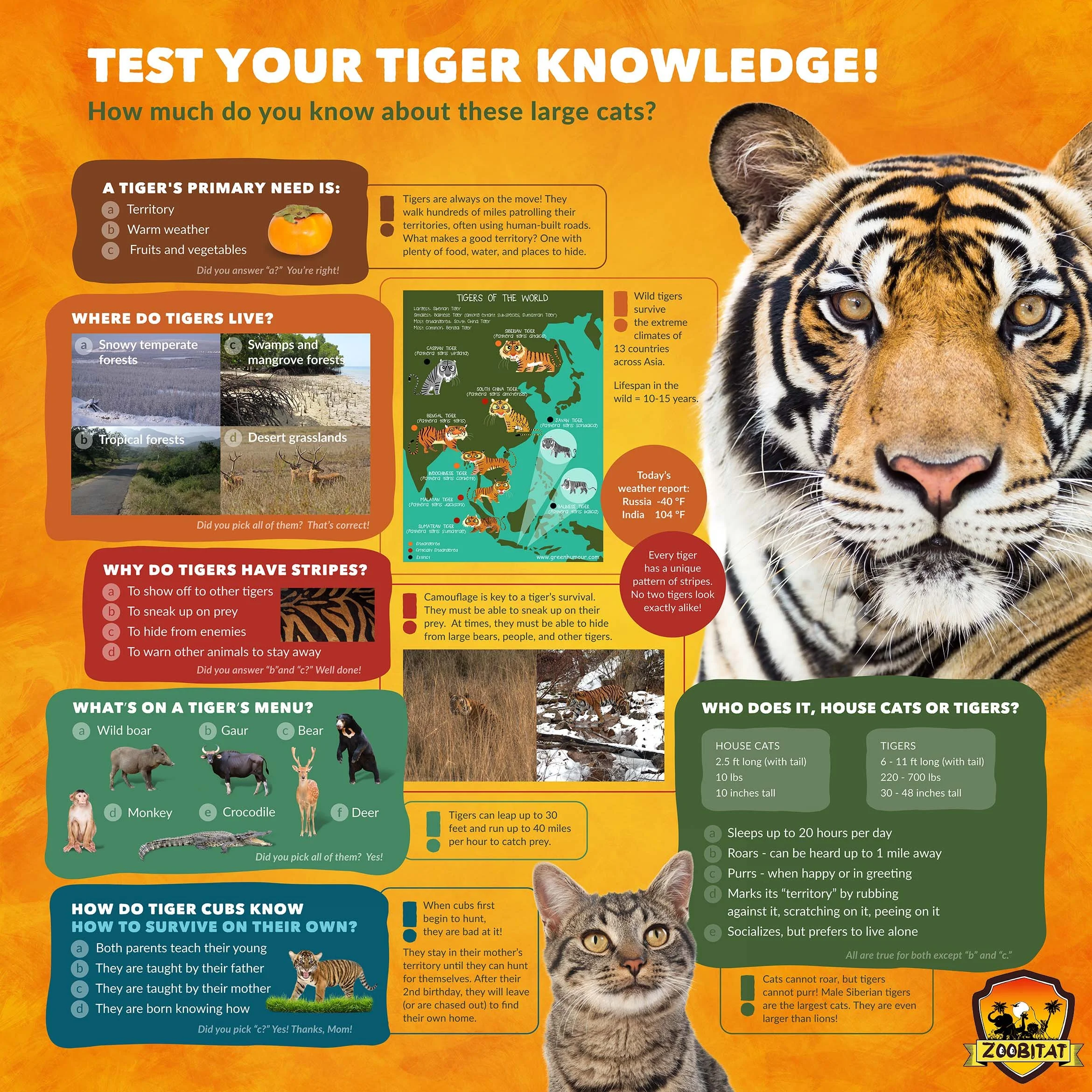 TigerTigerExhibitPage — Zoobitat.org