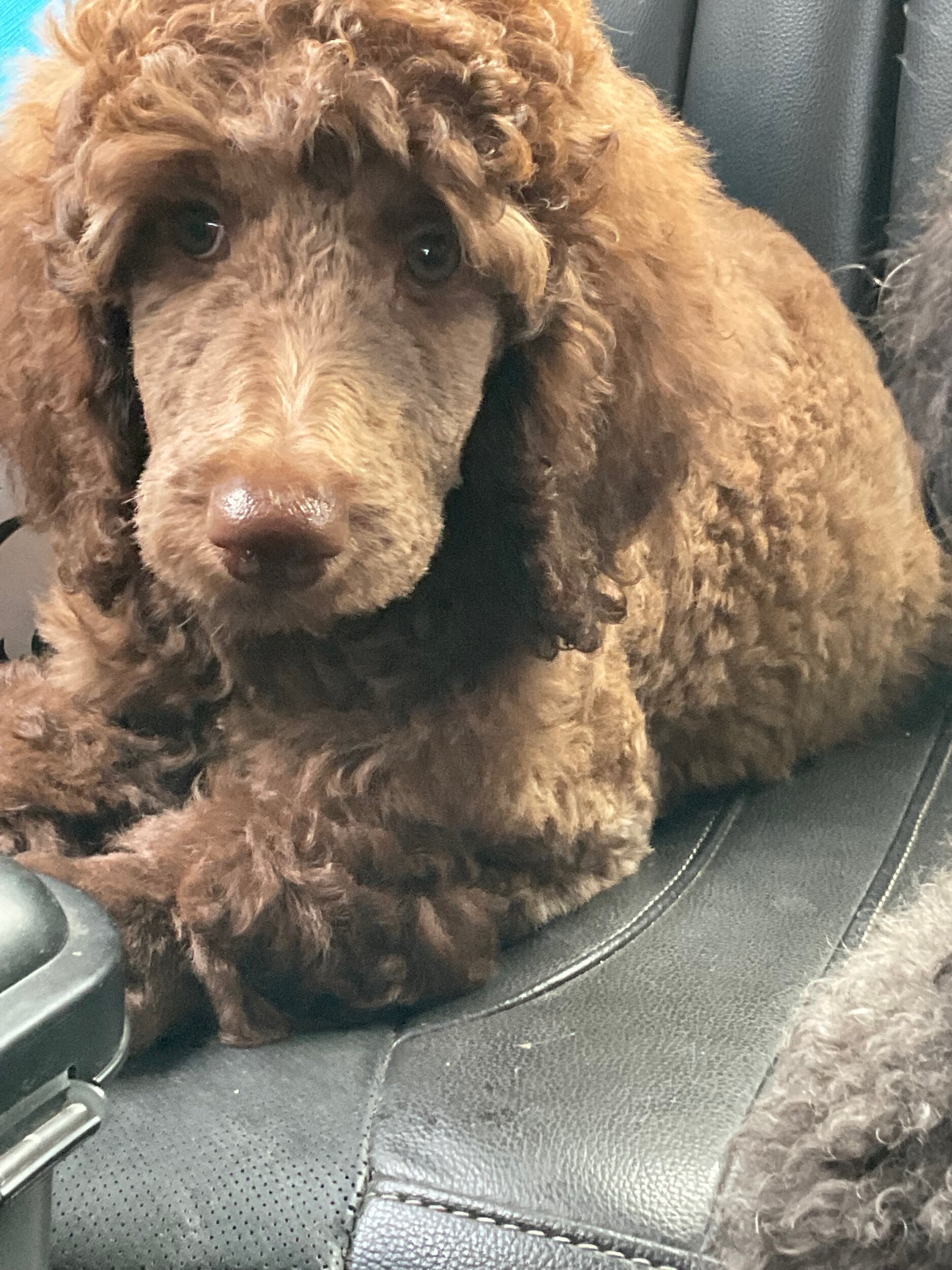 Our Family — Poodles on Parade