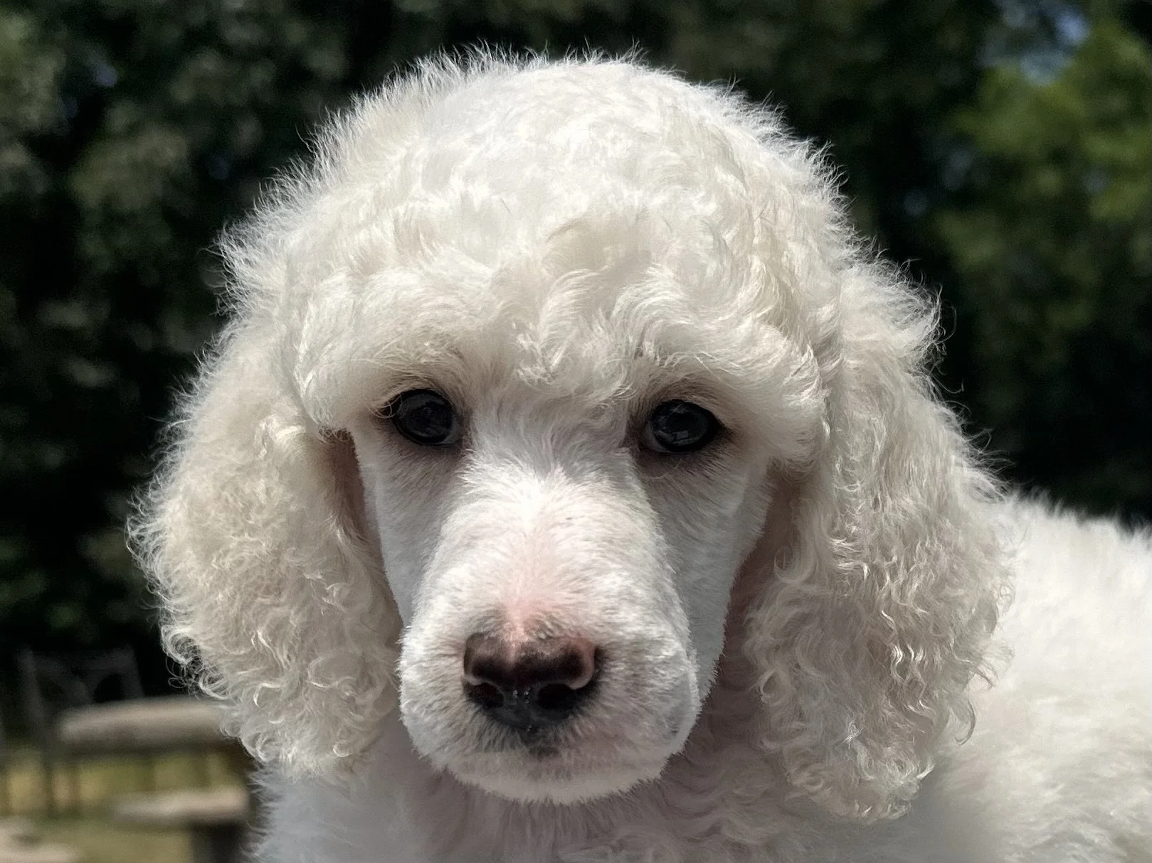 Available Females — Poodles on Parade