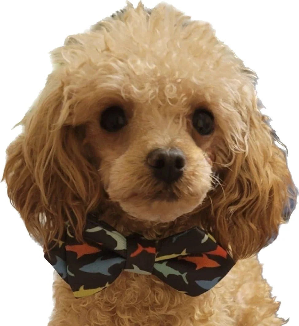 Our Family | Find Your Perfect Poodle Today! Explore and Adopt ...