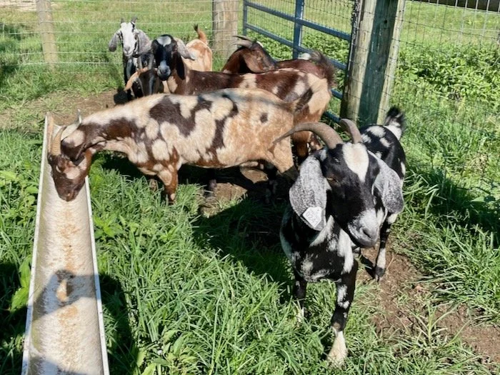 Goats for Sale — Rolling O Farm Sheep and Goats