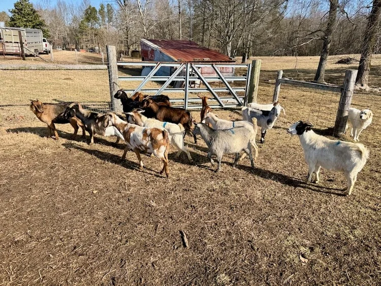 Goats for Sale — Rolling O Farm Sheep and Goats