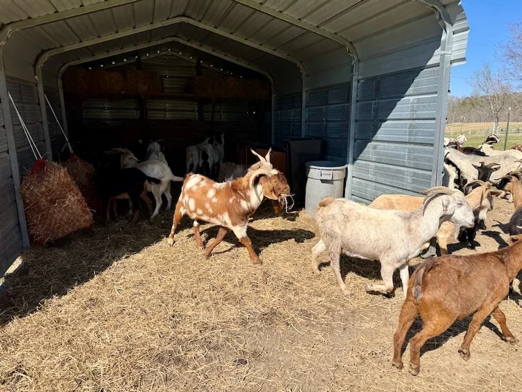 Goats for Sale — Rolling O Farm Sheep and Goats