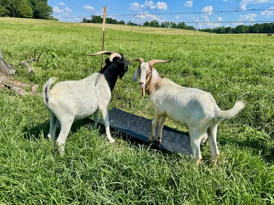 Goats for Sale — Rolling O Farm Sheep and Goats