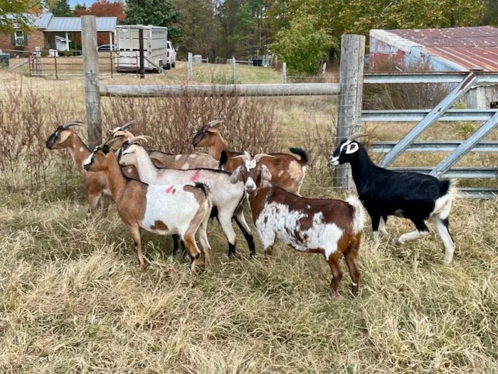 Goats for Sale — Rolling O Farm Sheep and Goats