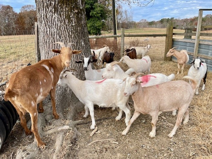 Goats for Sale — Rolling O Farm Sheep and Goats
