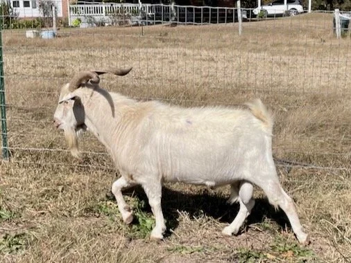 Goats for Sale — Rolling O Farm Sheep and Goats