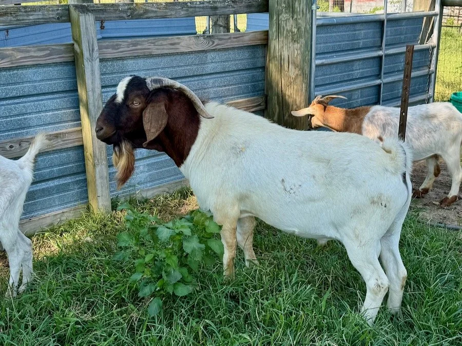 Goats for Sale — Rolling O Farm Sheep and Goats