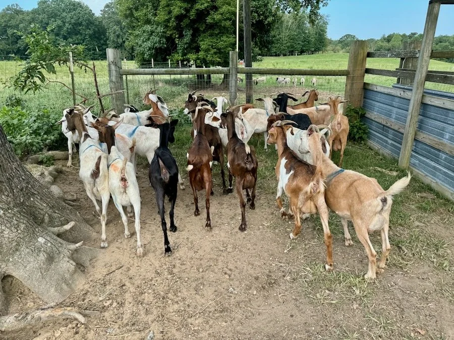 Goats for Sale — Rolling O Farm Sheep and Goats
