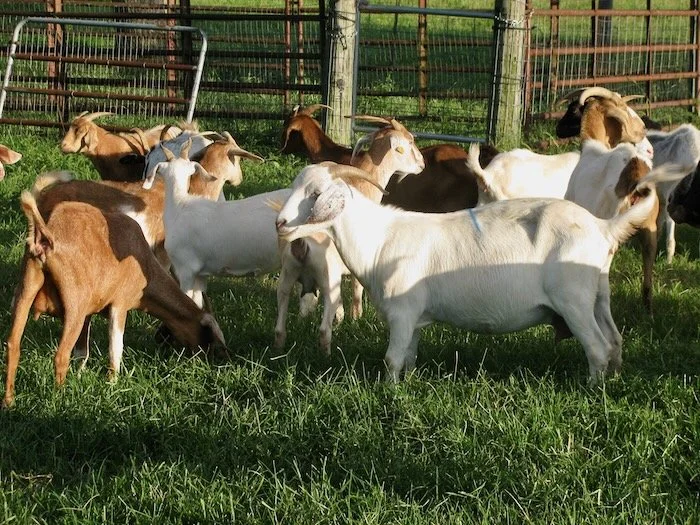 Goats for Sale — Rolling O Farm Sheep and Goats