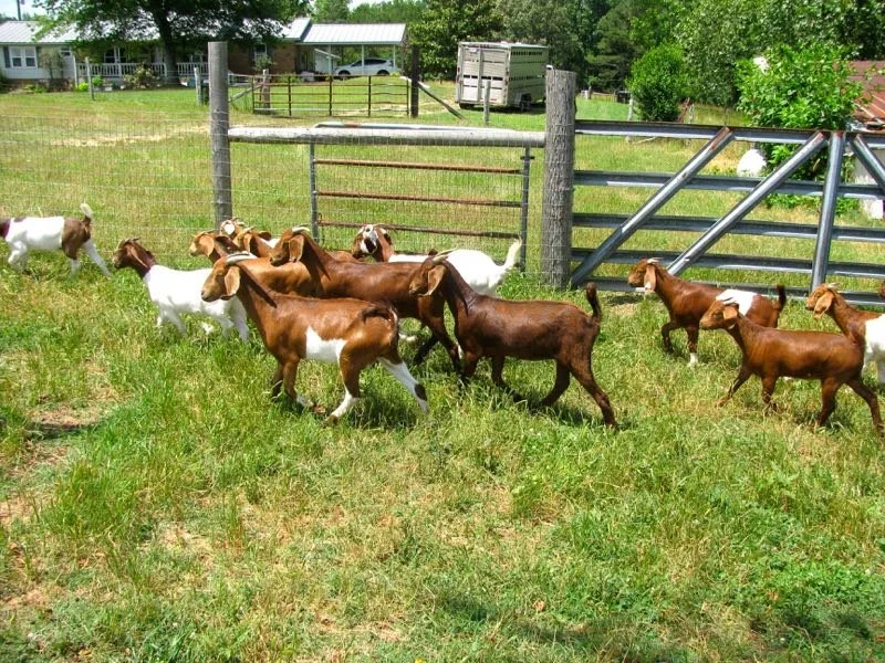 Goats for Sale — Rolling O Farm Sheep and Goats