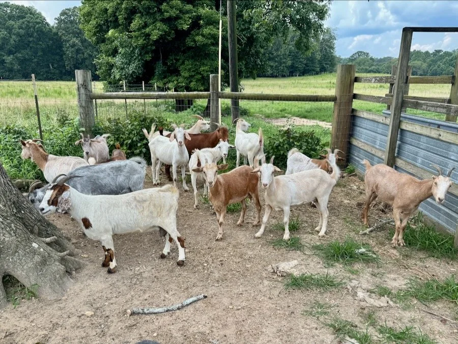 Goats for Sale — Rolling O Farm Sheep and Goats