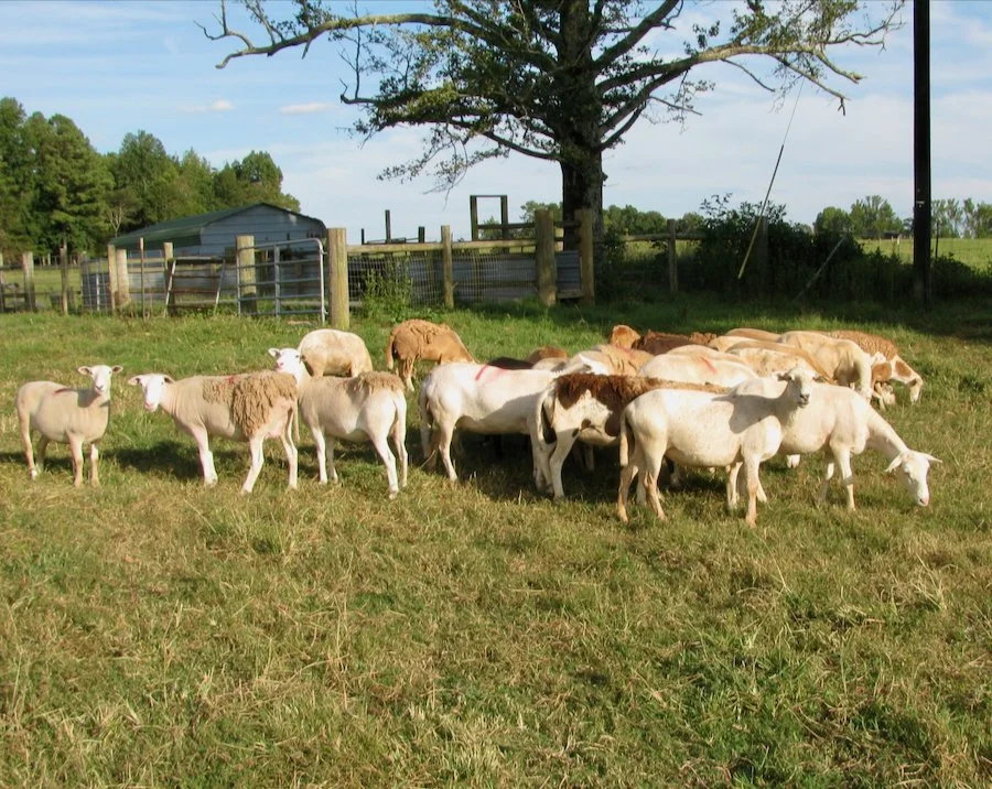 Sheep for Sale — Rolling O Farm Sheep and Goats