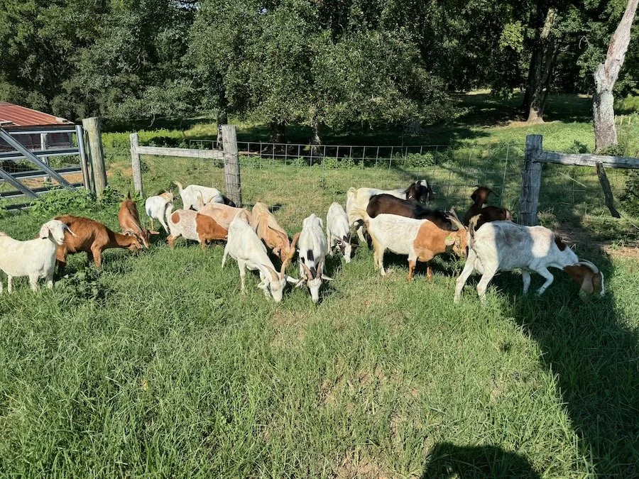 Goats for Sale — Rolling O Farm Sheep and Goats