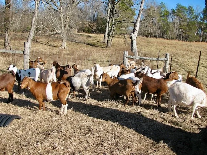 Goats for Sale — Rolling O Farm Sheep and Goats