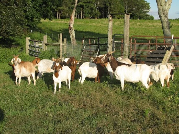Goats for Sale — Rolling O Farm Sheep and Goats