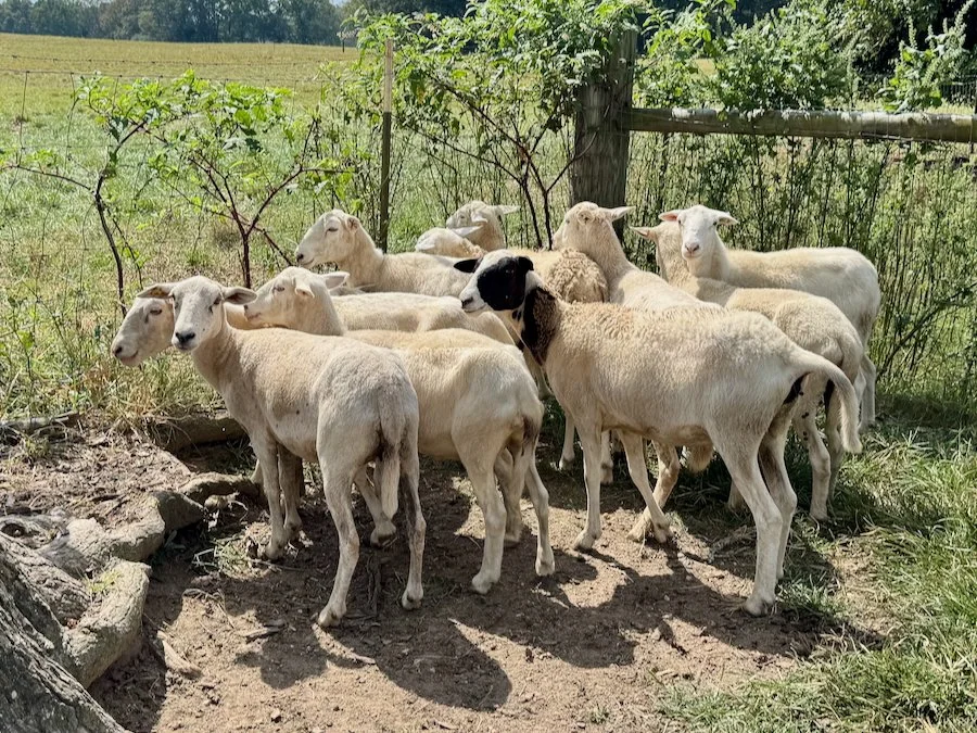Sheep for Sale — Rolling O Farm Sheep and Goats