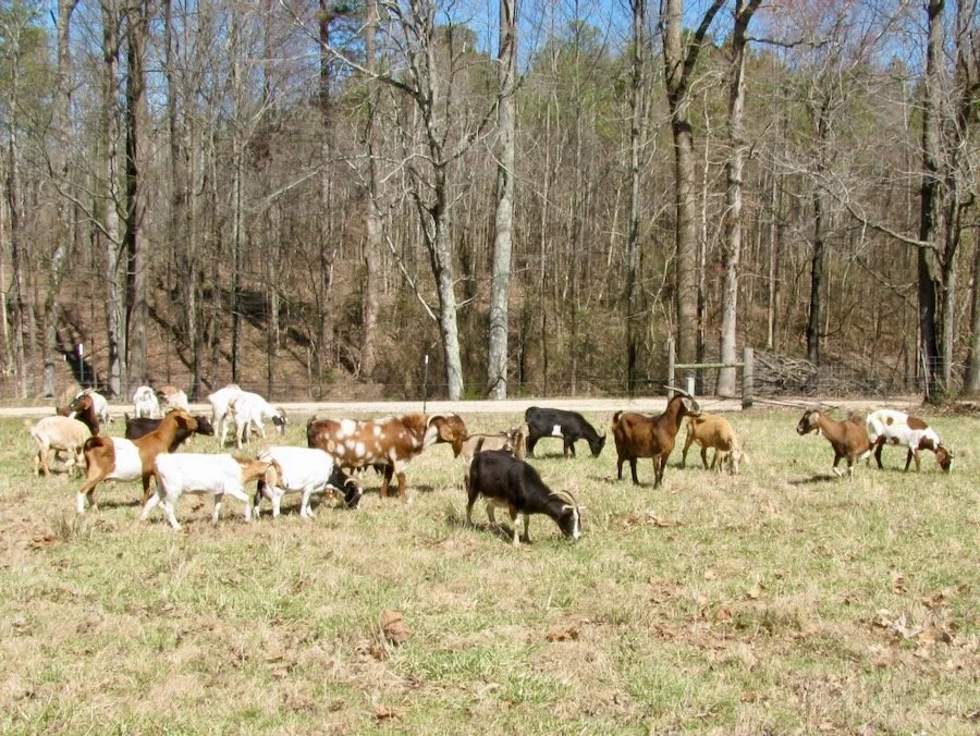 Goats for Sale — Rolling O Farm Sheep and Goats