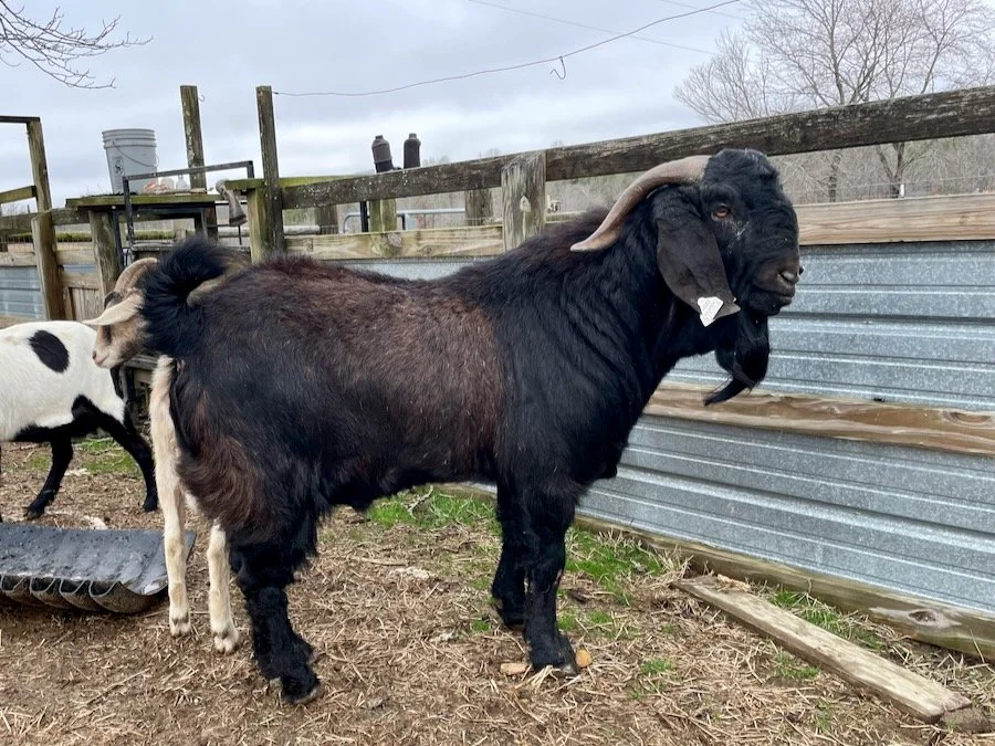 Goats for Sale — Rolling O Farm Sheep and Goats